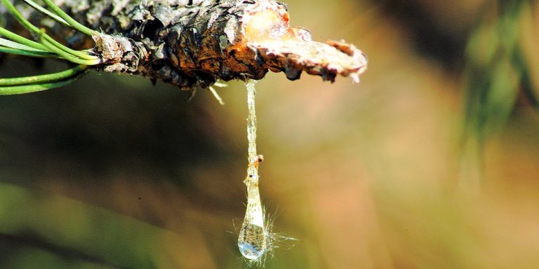 ORACIONES CON LA PALABRA SAVIA » 30 Ejemplos De Frases